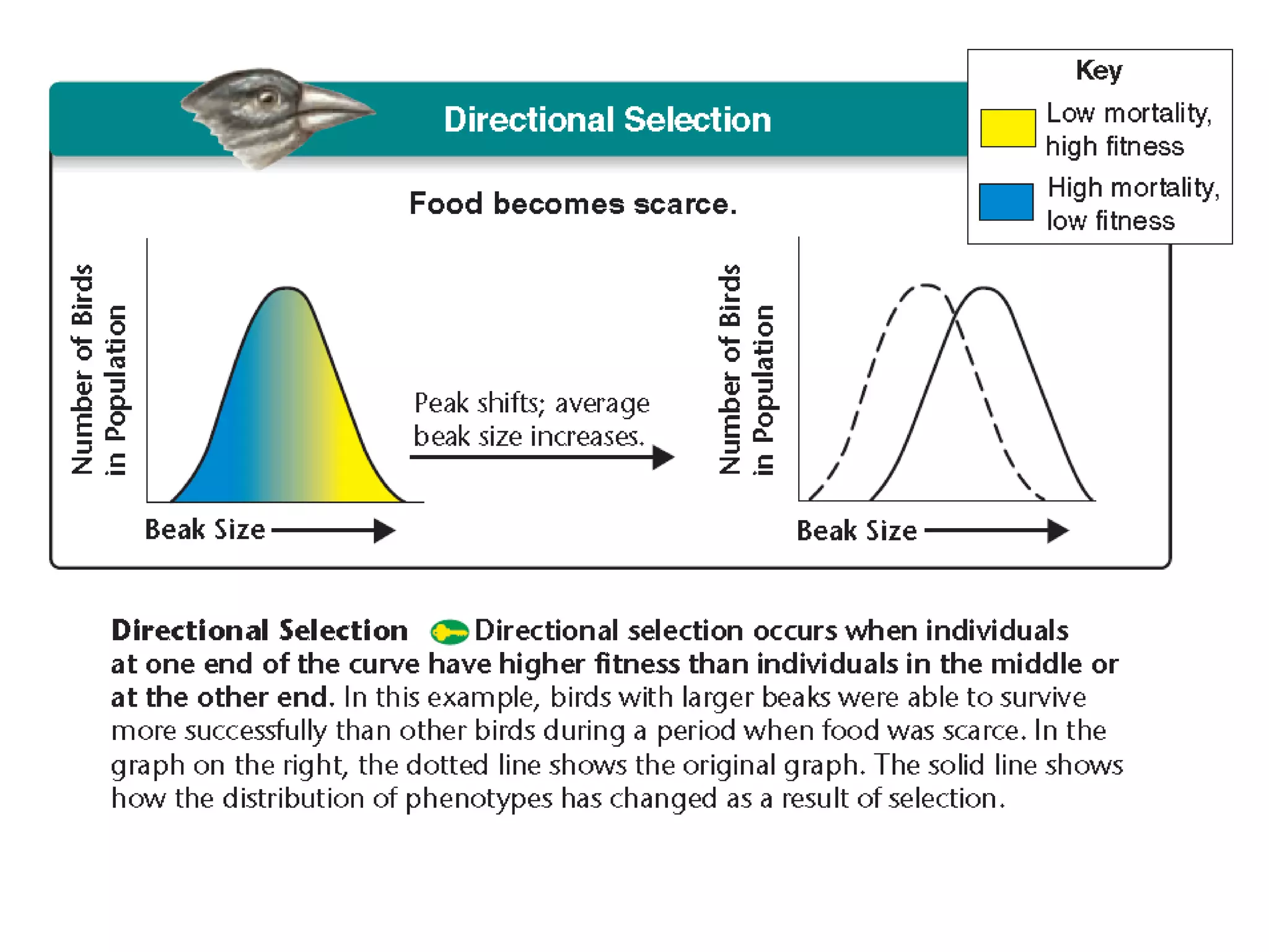 Biology - Chp 16 - Evolution Of Populations - Powerpoint | PPT