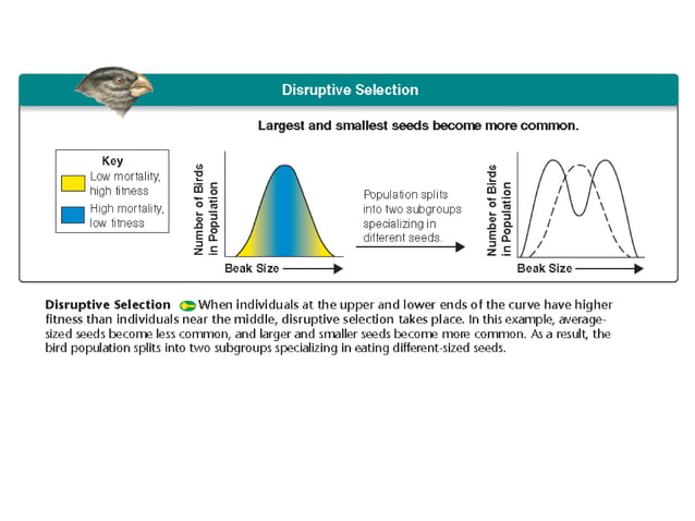 Biology - Chp 16 - Evolution Of Populations - Powerpoint | PPT ...