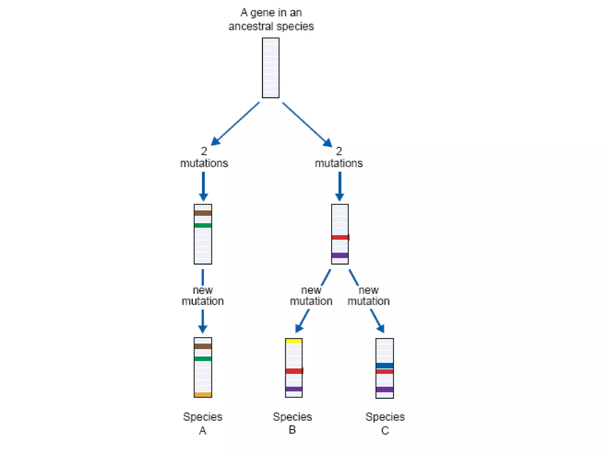 Biology - Chp 18 - Classification - PowerPoint | PPT