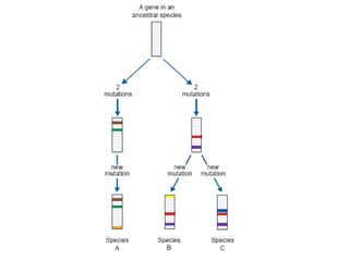 Biology - Chp 18 - Classification - PowerPoint | PPT