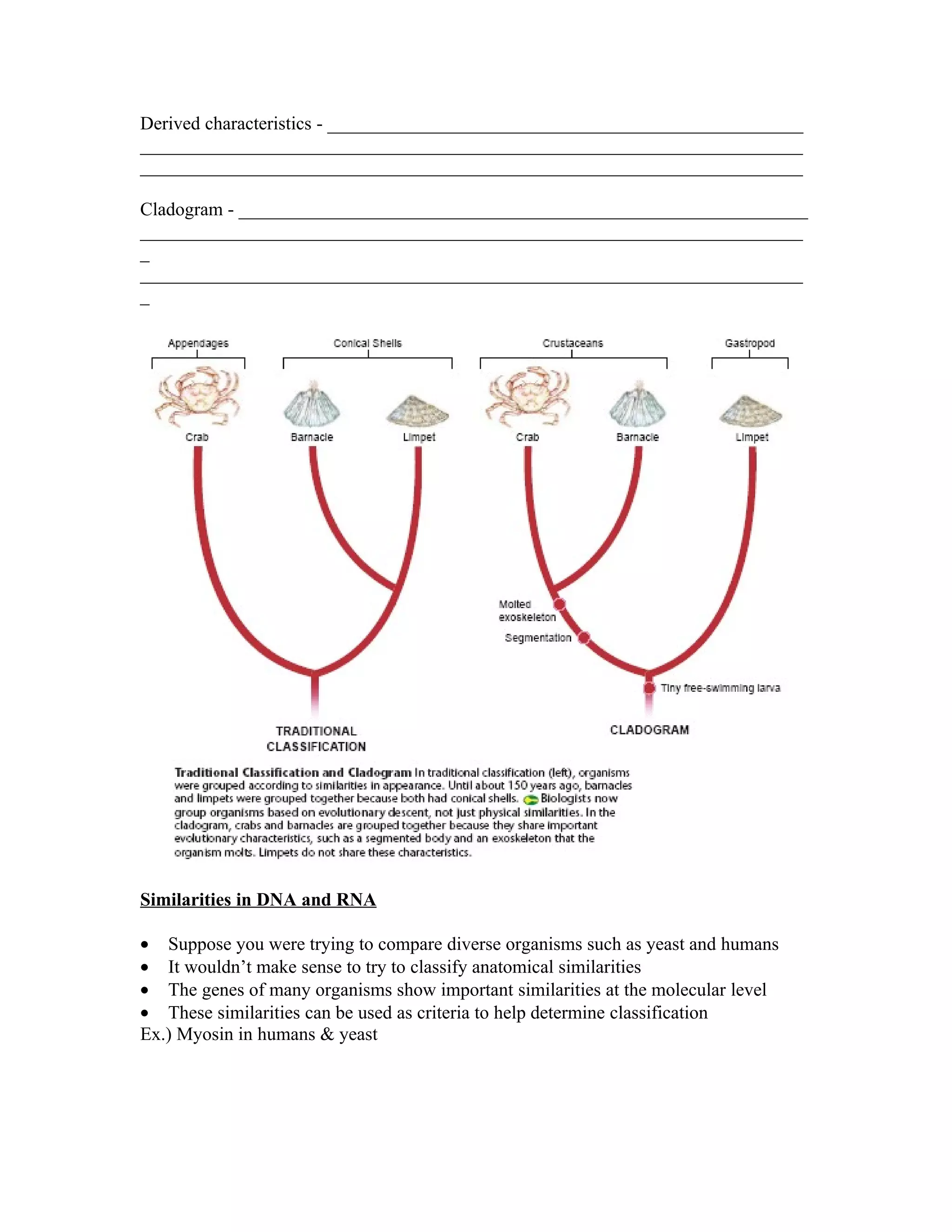 Biology - Chp 18 - Classification - Notes | DOC