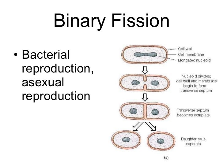 bacteria reproduce by the process of
