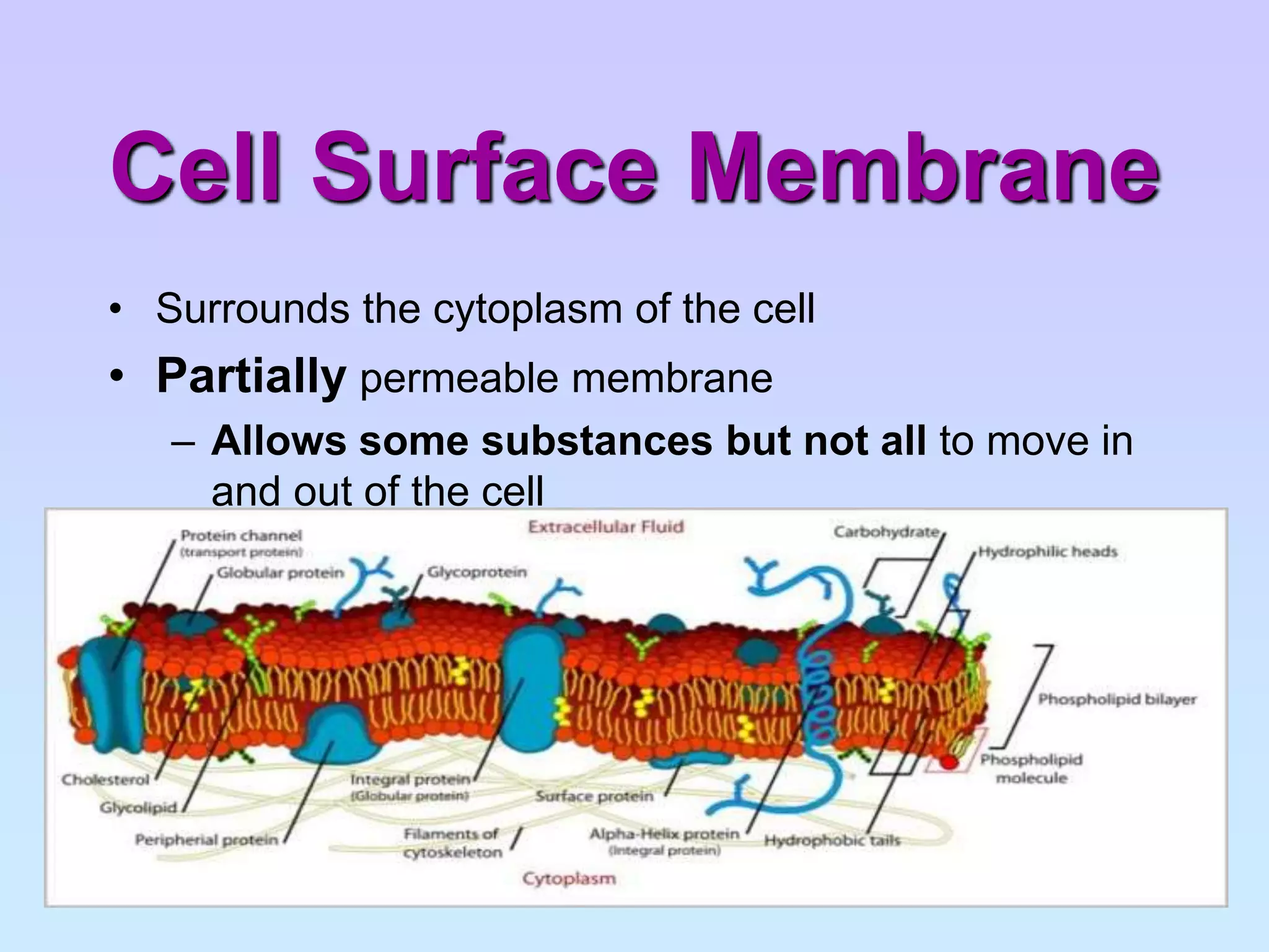 Biology chapter 1 cell structure and organisation | PPT