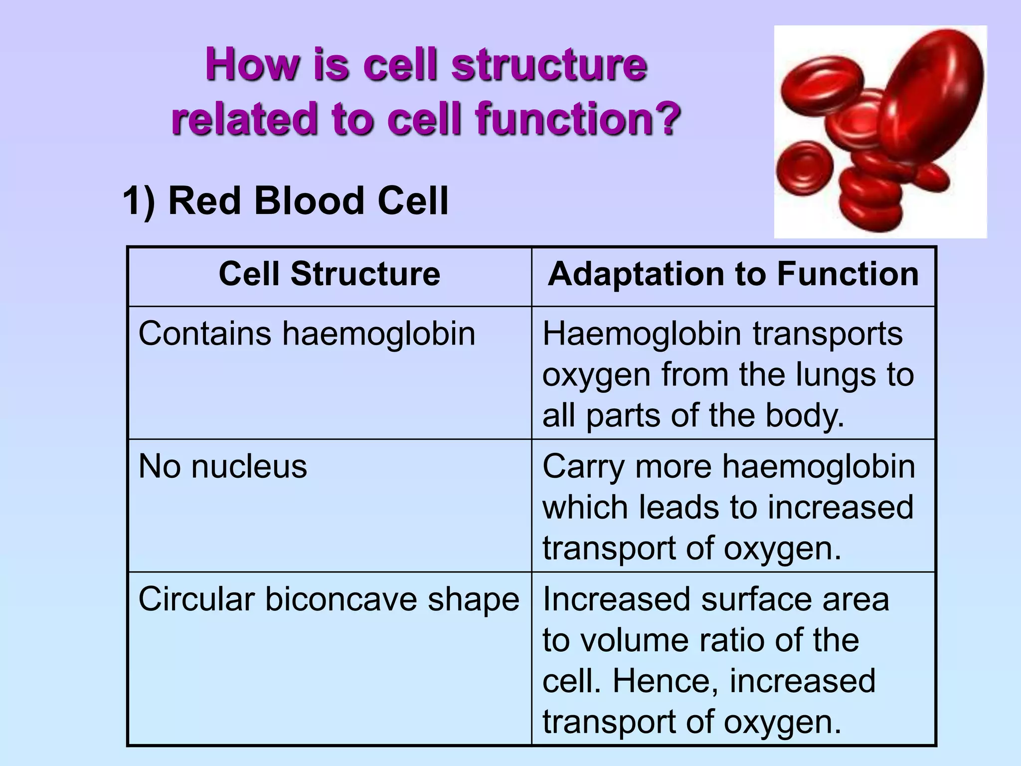 Biology chapter 1 cell structure and organisation | PPT