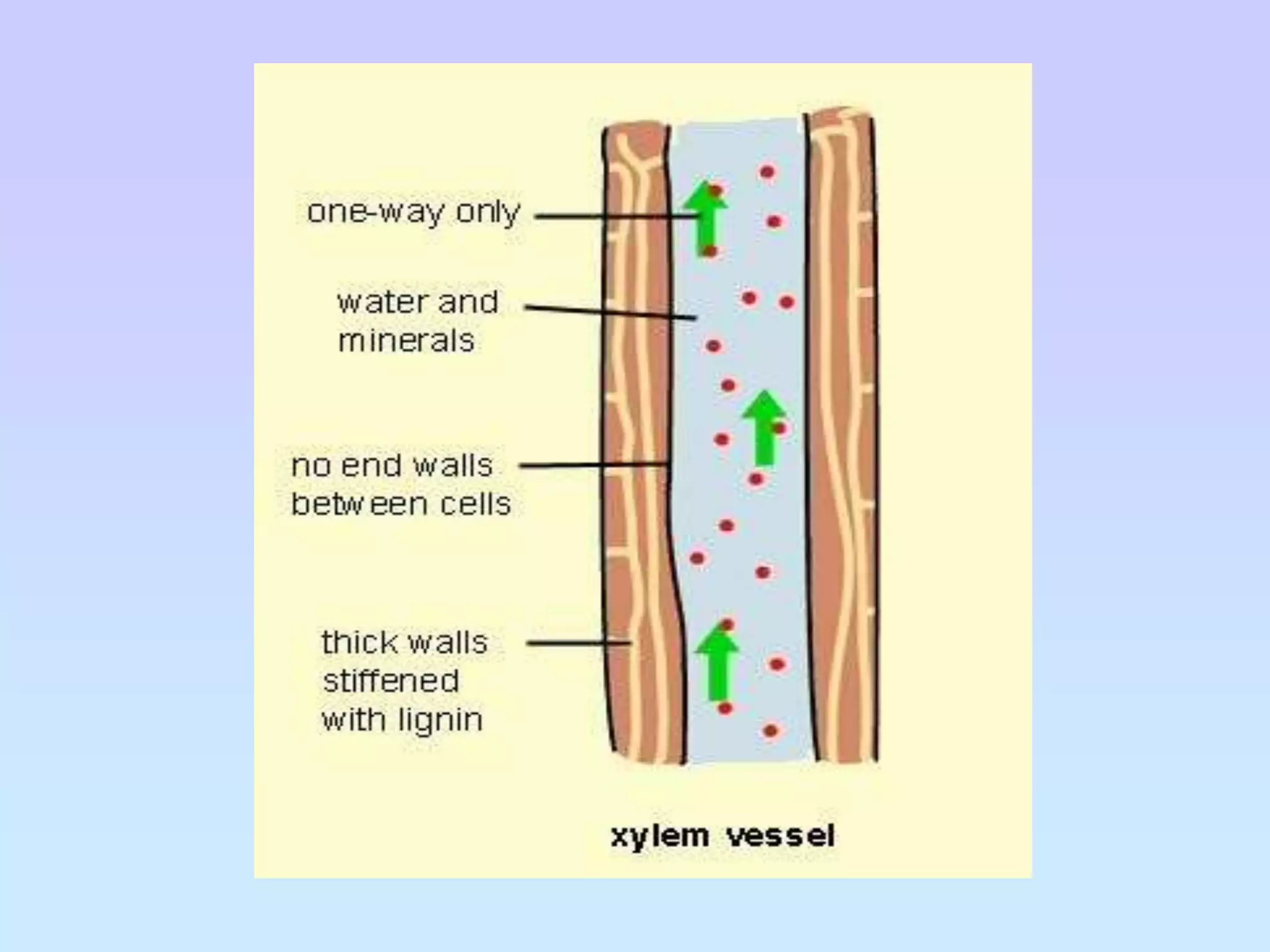 Biology chapter 1 cell structure and organisation | PPT | Biological ...