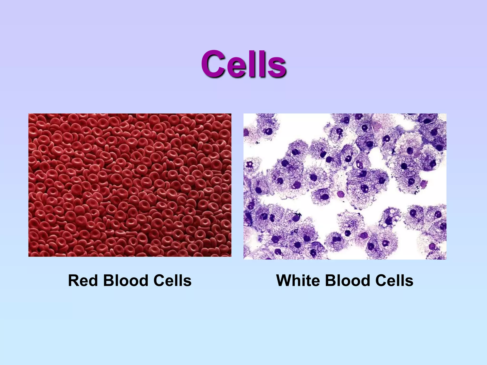 Biology chapter 1 cell structure and organisation | PPT