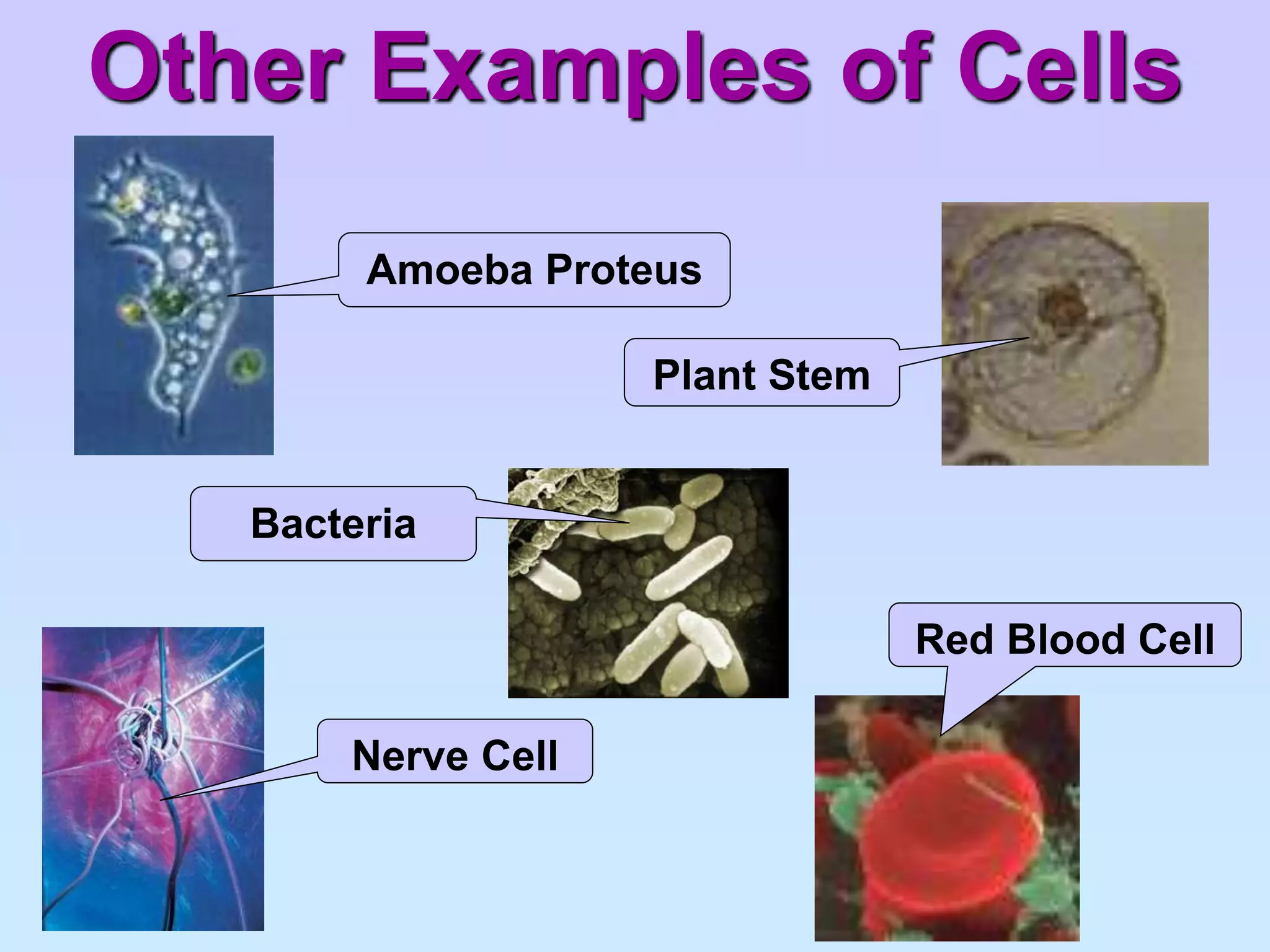 Biology chapter 1 cell structure and organisation | PPT