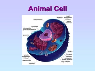 Biology chapter 1 cell structure and organisation | PPT