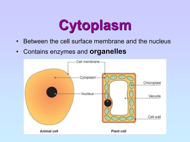 Biology chapter 1 cell structure and organisation | PPT | Biological ...