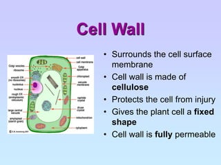 Biology chapter 1 cell structure and organisation | PPT