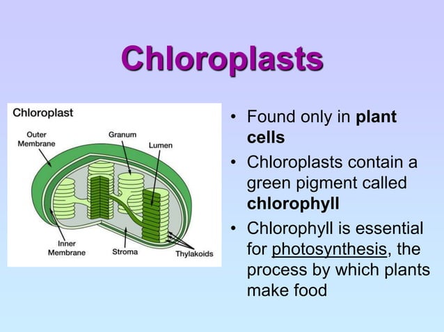 Biology chapter 1 cell structure and organisation | PPT | Biological ...