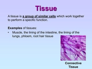 Biology chapter 1 cell structure and organisation | PPT