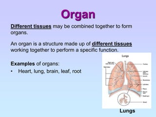 Biology chapter 1 cell structure and organisation | PPT