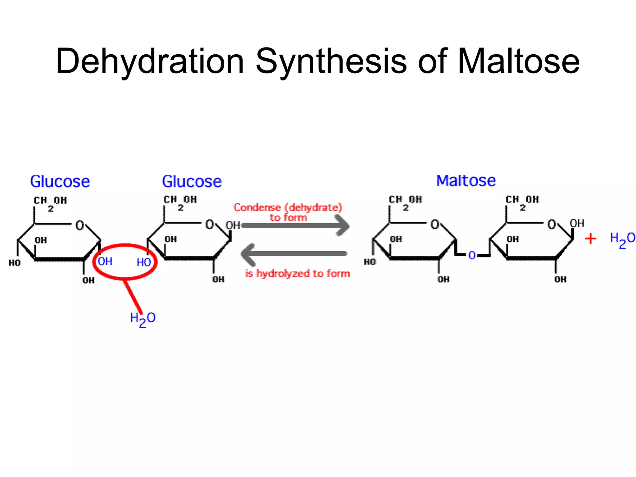 Biology - Chp 2 - Hydrolysis And Dehydration Synthesis - PowerPoint | PPT