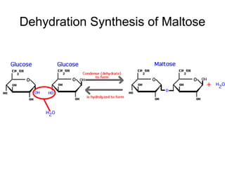 Biology - Chp 2 - Hydrolysis And Dehydration Synthesis - PowerPoint | PPT