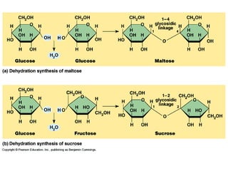 Biology - Chp 2 - Hydrolysis And Dehydration Synthesis - PowerPoint | PPT