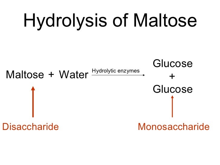 Maltose Hydrolysis Mechanism
