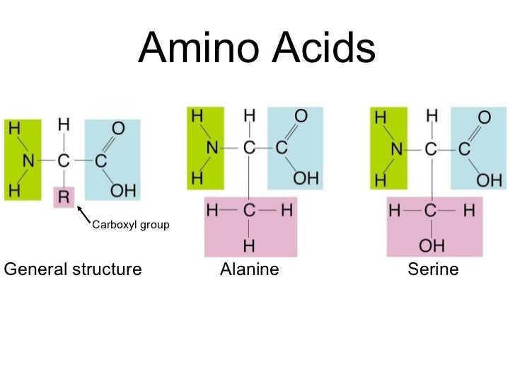 Biology - Chp 2 - The Chemistry Of Life - PowerPoint