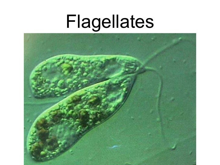 Biology - Chp 20 - Protists - PowerPoint