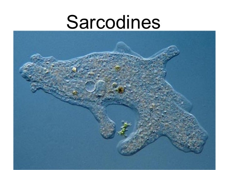 Biology - Chp 20 - Protists - PowerPoint