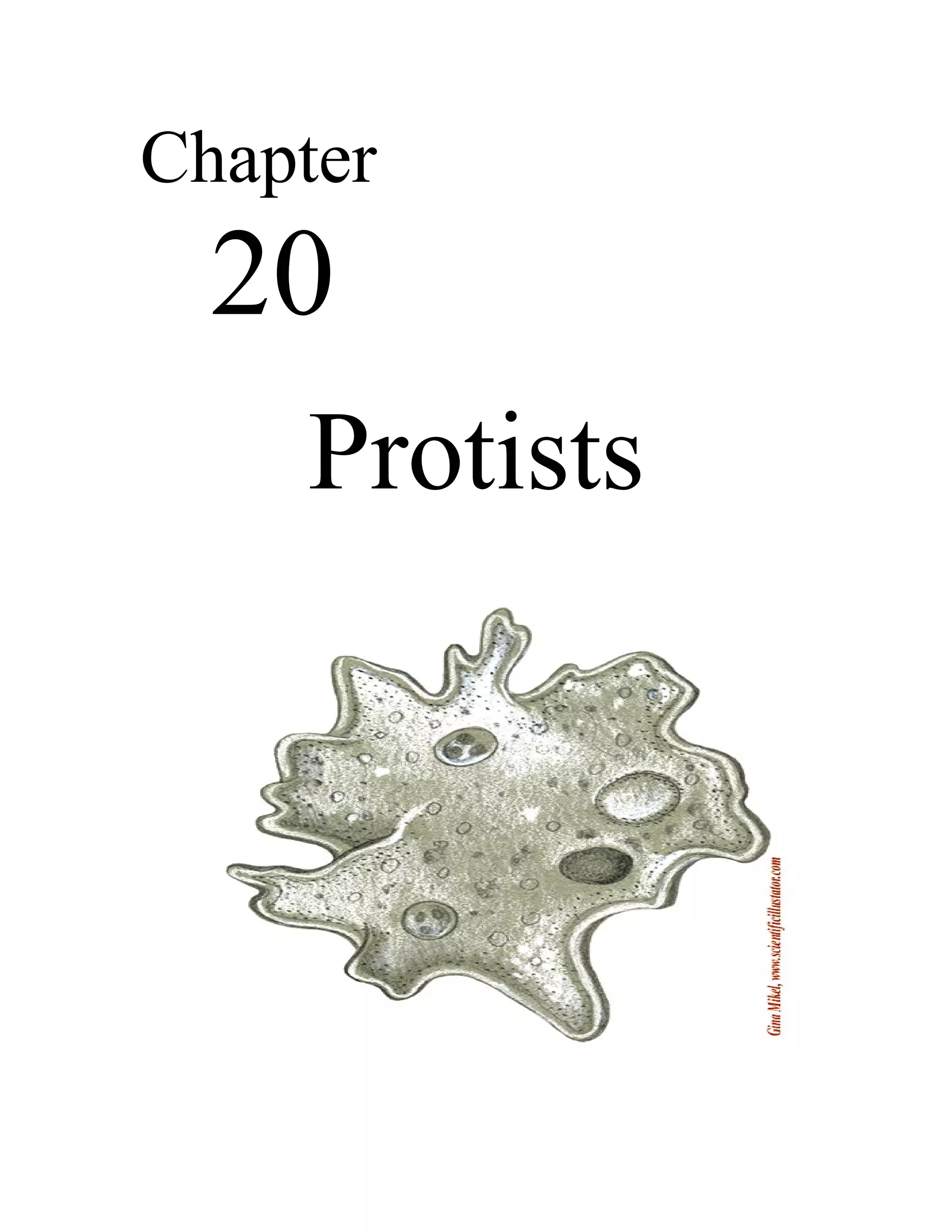 Biology - Chp 20 - Protists - Notes | DOC