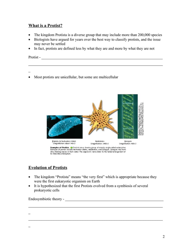 Biology - Chp 20 - Protists - Notes | DOC | Biological Sciences | Science