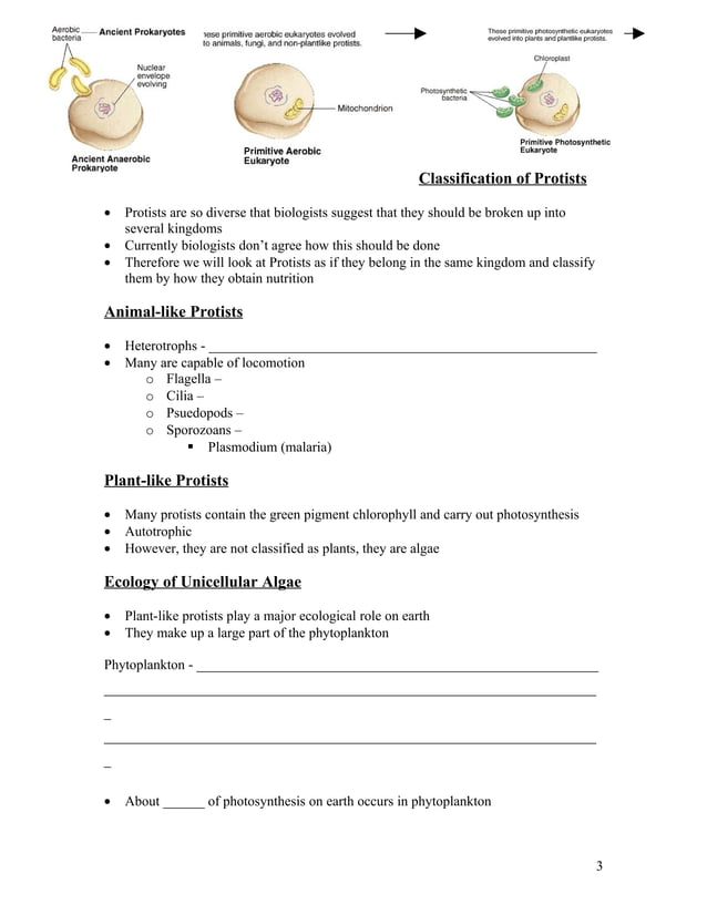 Biology - Chp 20 - Protists - Notes | DOC | Biological Sciences | Science