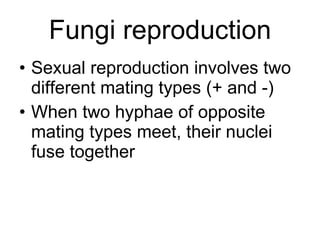 Biology - Chp 21 - Fungi - PowerPoint | PPT
