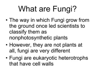 Biology - Chp 21 - Fungi - PowerPoint | PPT