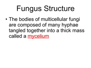 Biology - Chp 21 - Fungi - PowerPoint | PPT