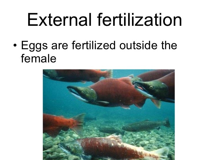 Biology - Chp 26 - Animals - PowerPoint