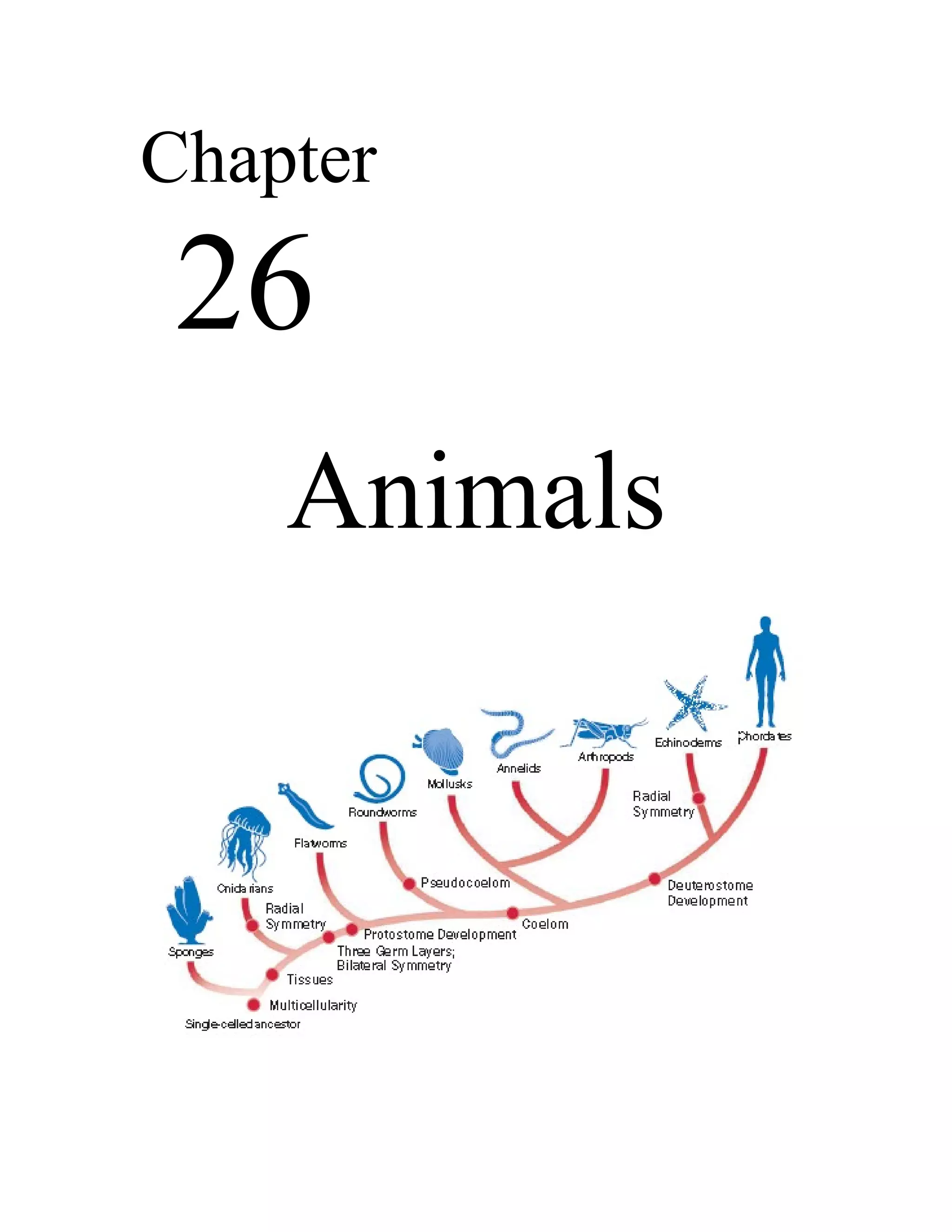 Biology - Chp 26 - Animals - Notes | DOC