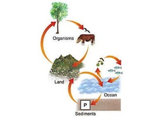 Biology - Chp 3 - The Biosphere - PowerPoint | PPT