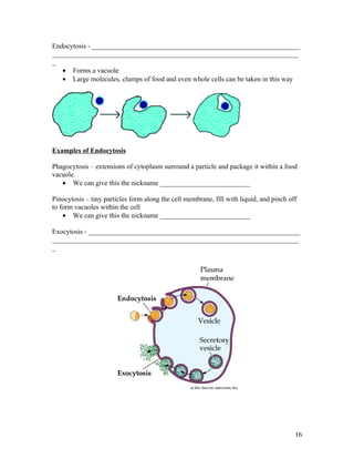 Biology - Chp 3 - Cells - Notes | PDF