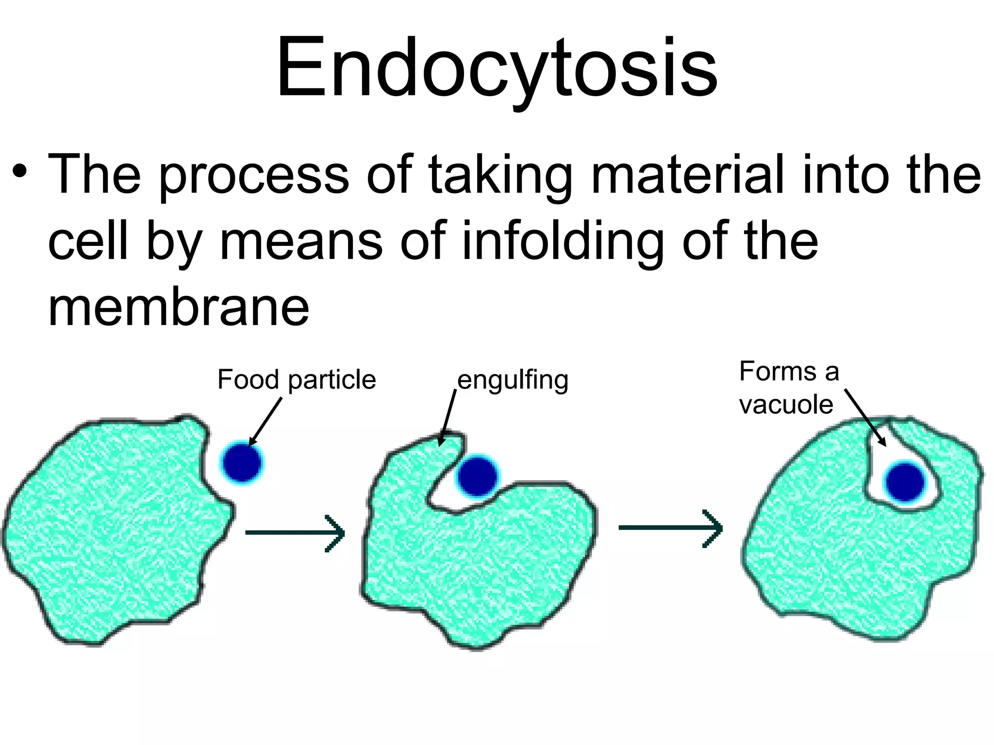 Biology - Chp 3 - Cell Processes Review - PowerPoint | PPT