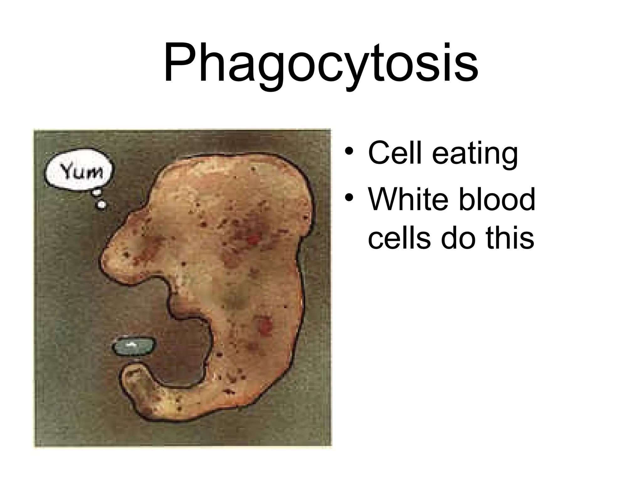 Biology - Chp 3 - Cell Processes Review - PowerPoint | PPT