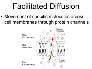 Biology - Chp 3 - Cell Processes Review - PowerPoint | PPT
