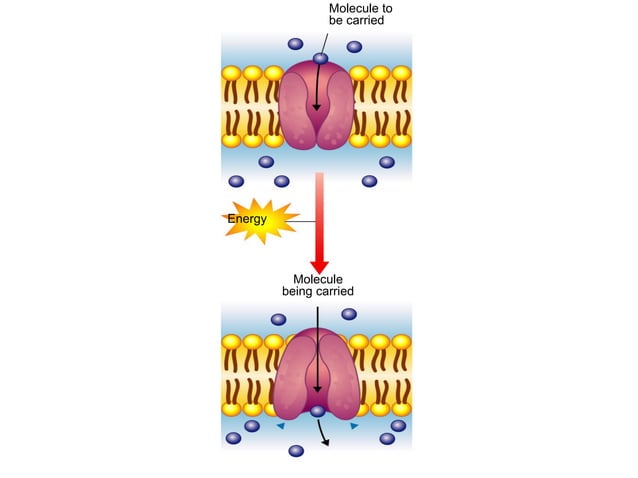 Biology - Chp 3 - Cell Processes Review - PowerPoint | PPT