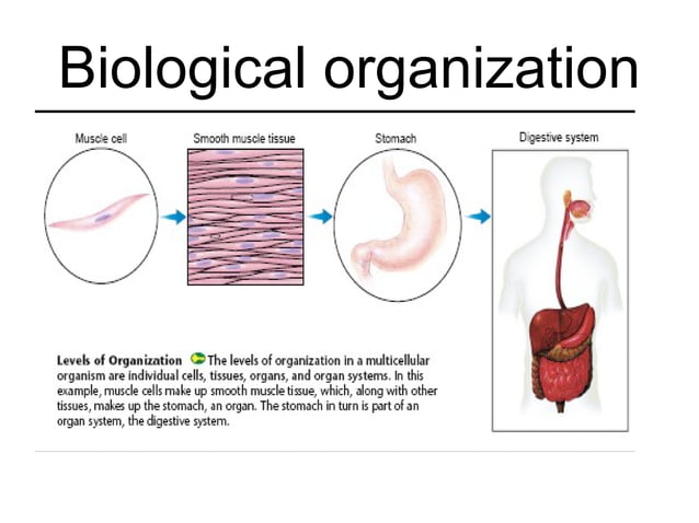 Biology - Chp 3 - Cell Processes Review - PowerPoint | PPT