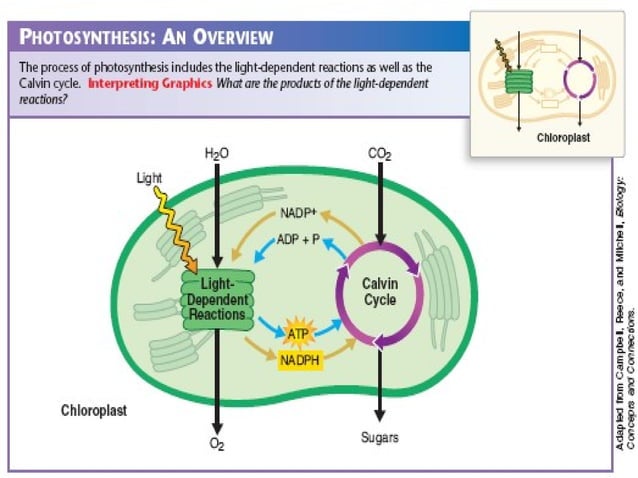 Biology - Chp 8 - Photosynthesis - PowerPoint | PPT