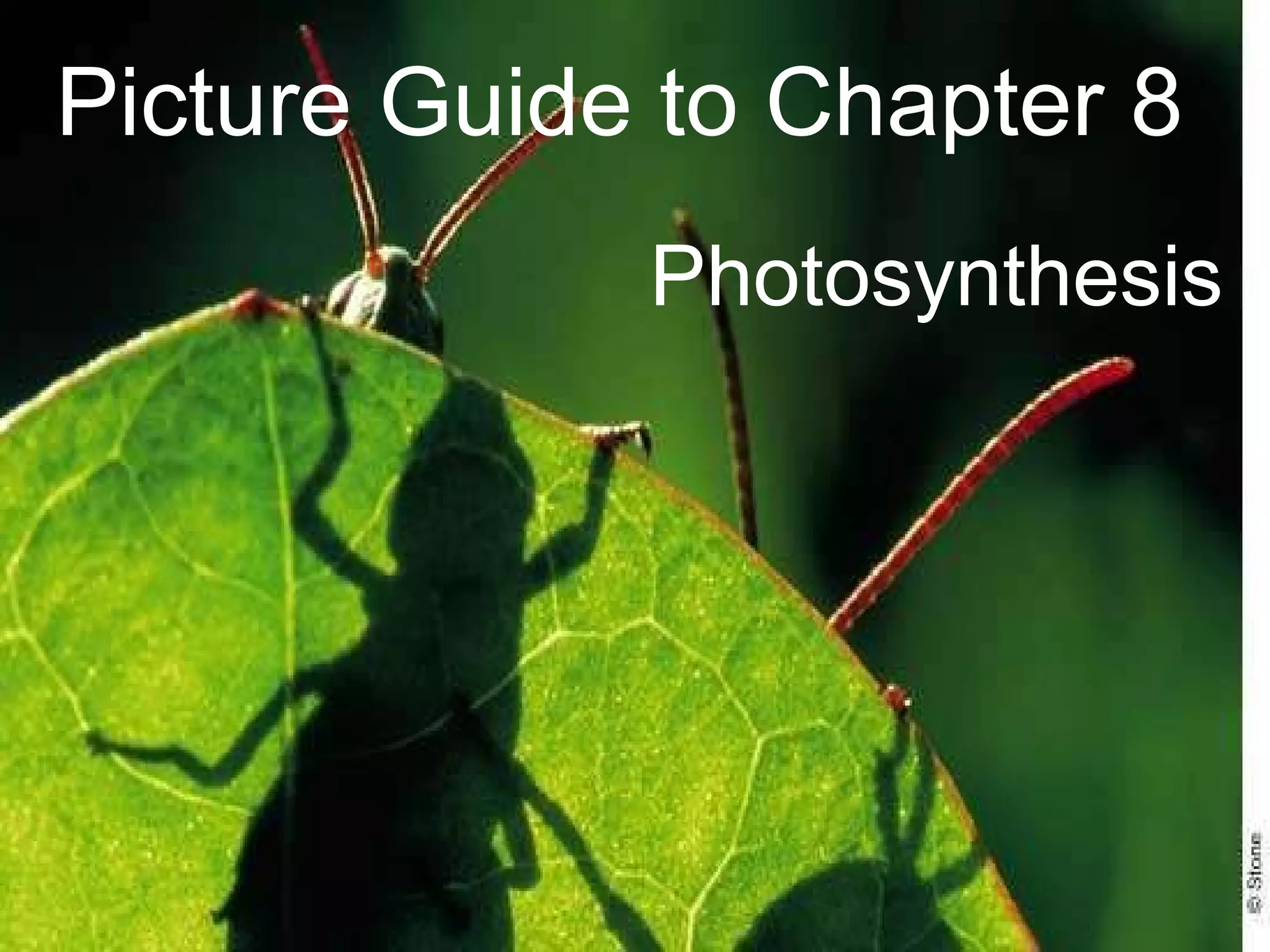 Biology - Chp 8 - Photosynthesis - PowerPoint | PPT