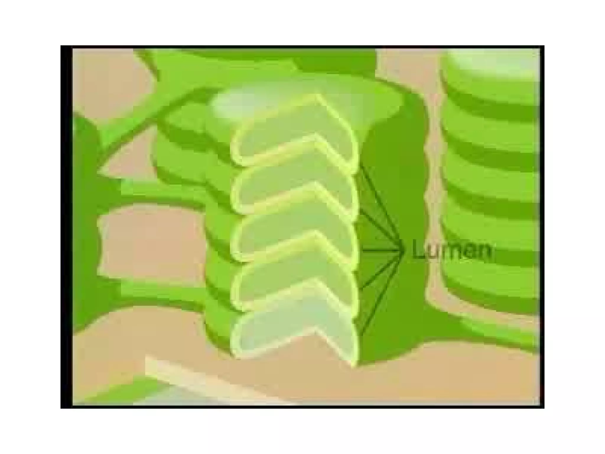 Biology - Chp 8 - Photosynthesis - PowerPoint | PPT