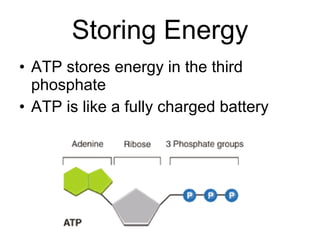 Biology - Chp 8 - Photosynthesis - PowerPoint | PPT
