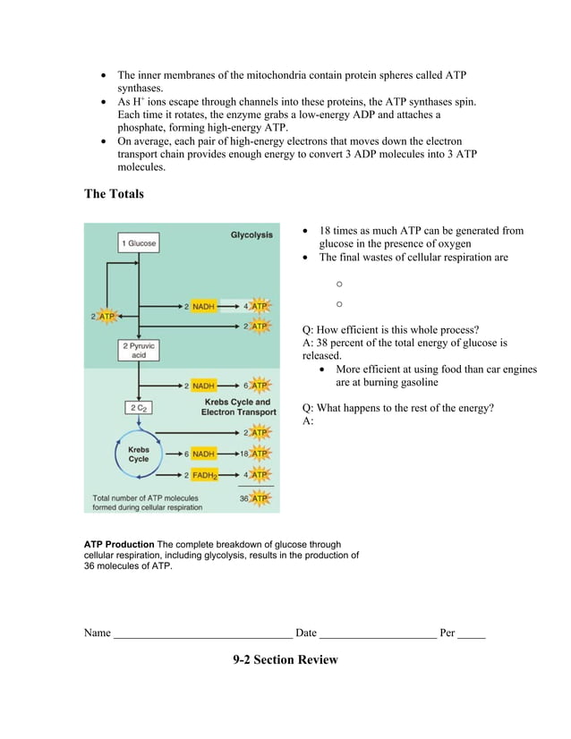 Biology - Chp 9 - Cellular Respiration - Notes | PDF