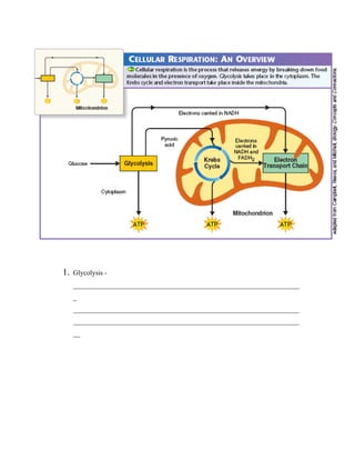 Biology - Chp 9 - Cellular Respiration - Notes | DOC