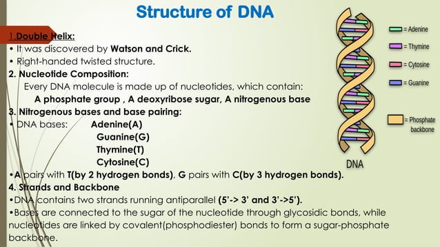 Biology - “Nucleic Acids: DNA and RNA”.pptx