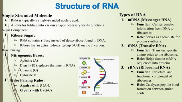 Biology - “Nucleic Acids: DNA and RNA”.pptx