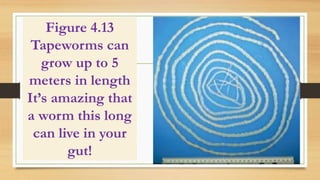 BIOLOGY-GRADES-9-STUDENTS-UNIT-4.2P.pptx