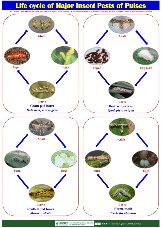 Life cycle of major insect pests of pulses