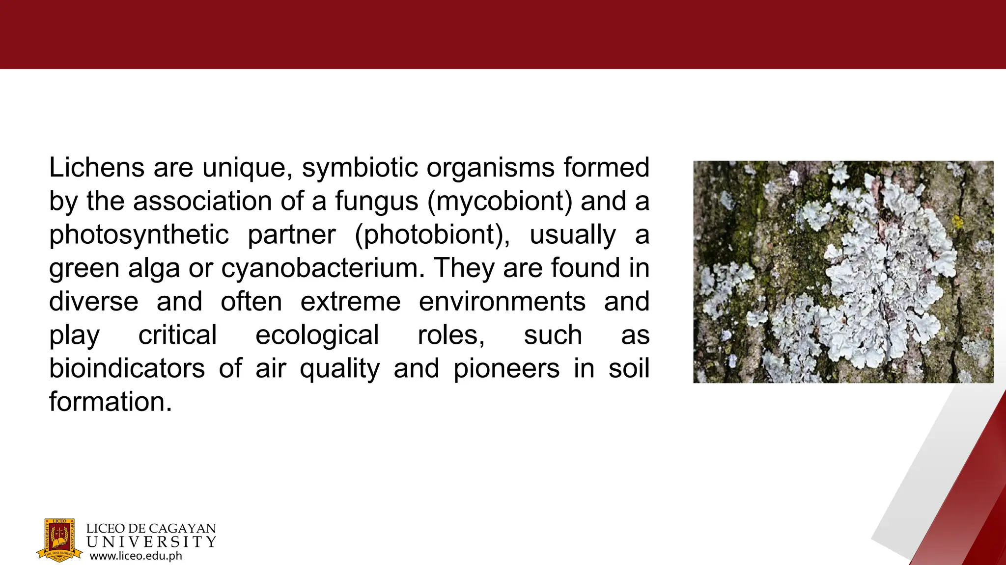 BIOLOGY-LICHENS report in Evolutionary Botany.pptx